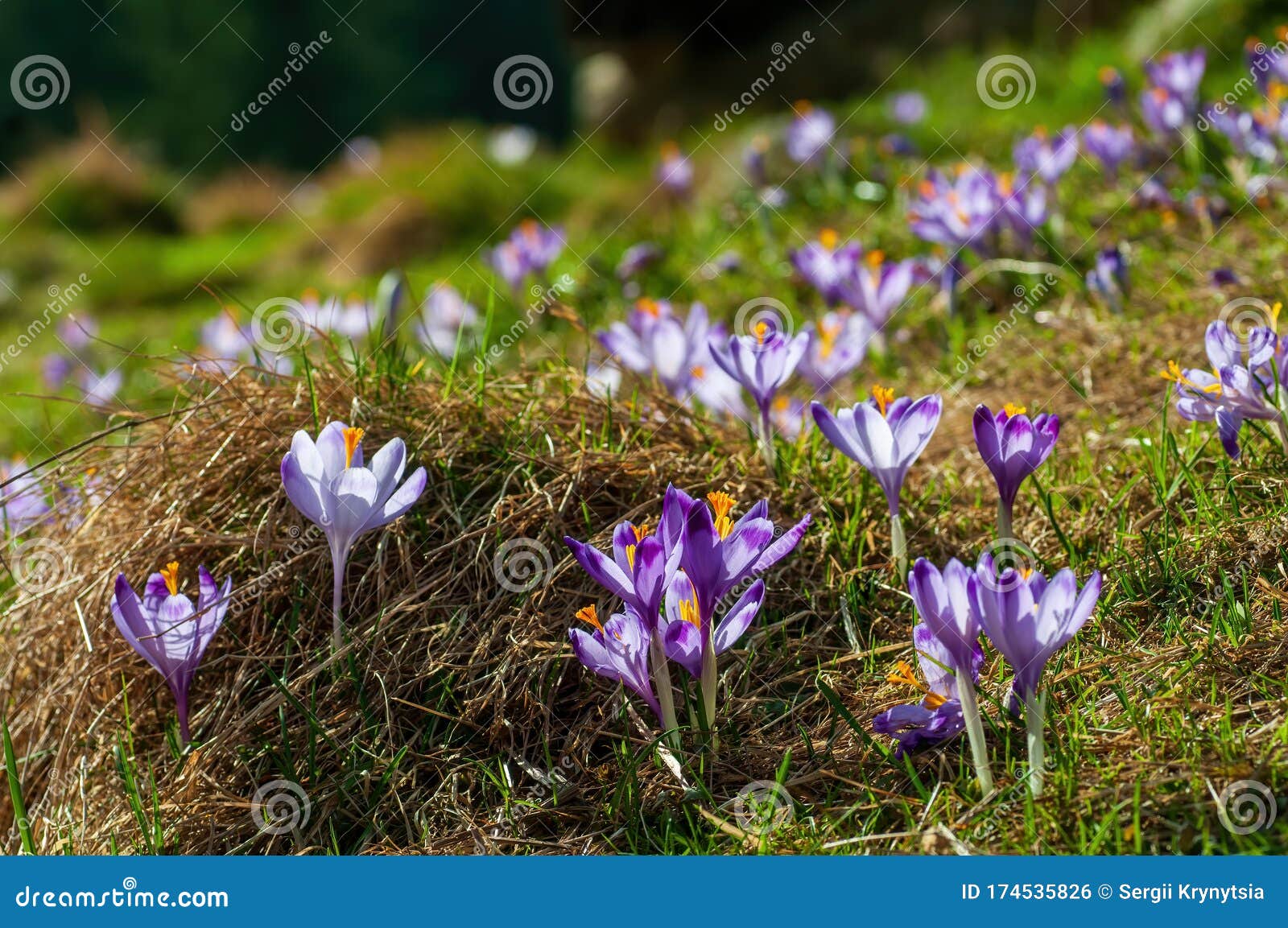 Delicate Fragile Crocuses in Hay at Sunny Spring Meadow Stock Photo ...