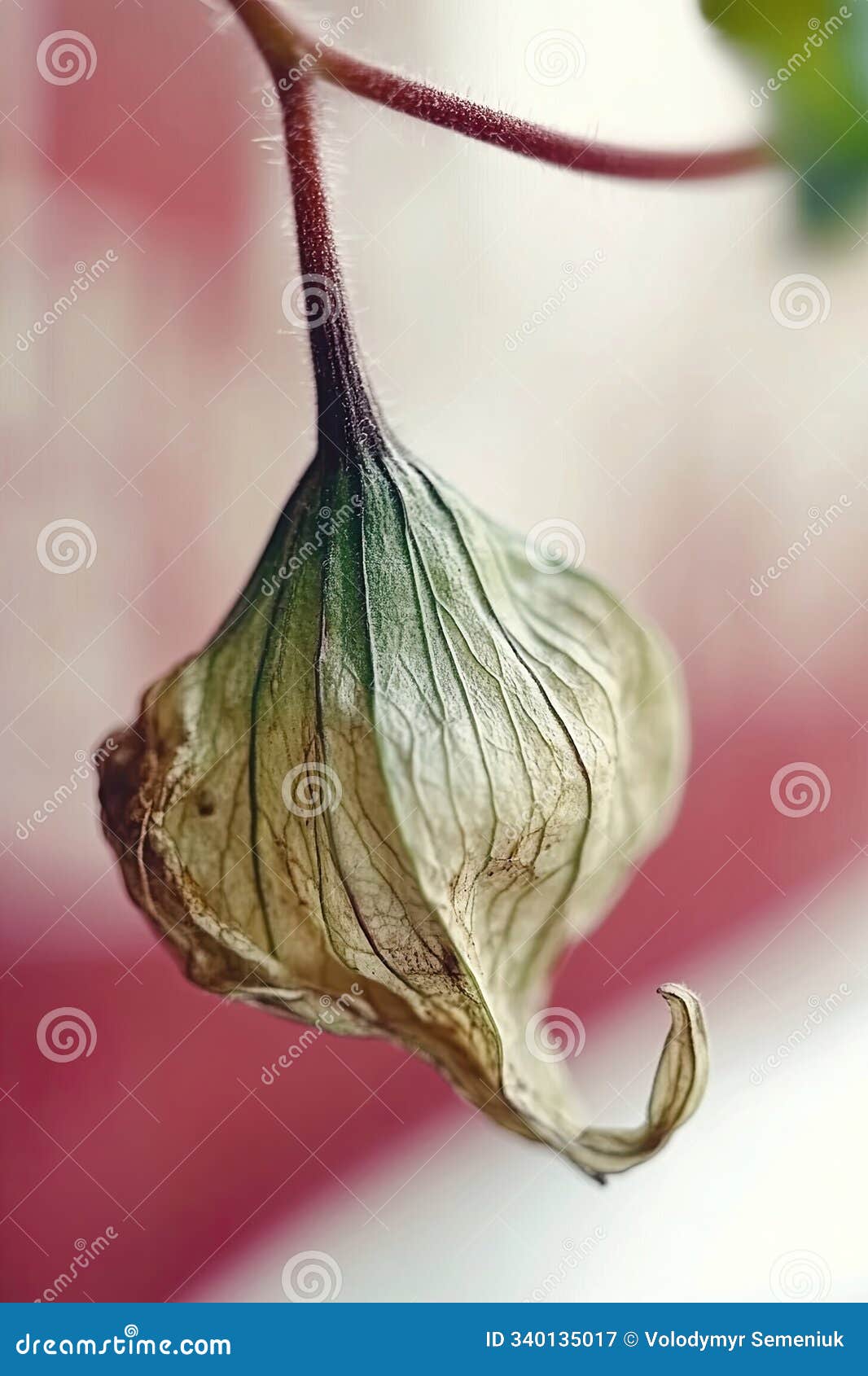 Delicate Geranium Pod in Natural Light Highlights Texture in a ...