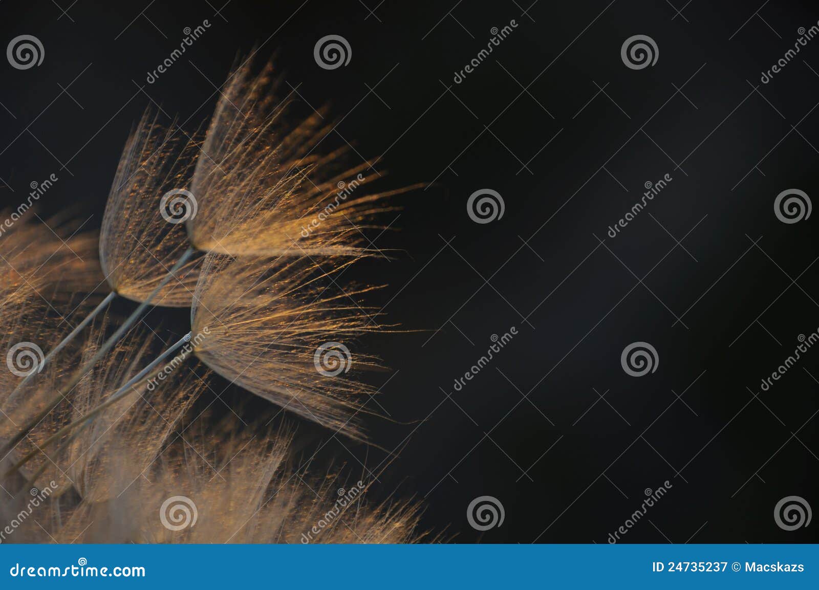 Delicate, Giant Dandelion in Orange Blaze Stock Image - Image of ...