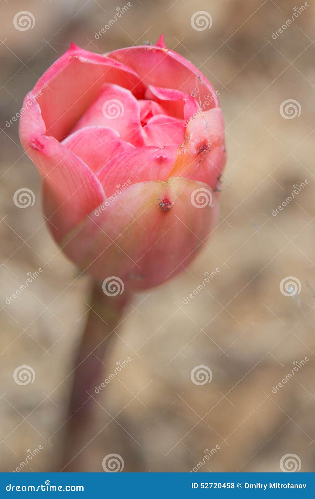 Delicate ginger flower stock photo. Image of flamingo - 52720458