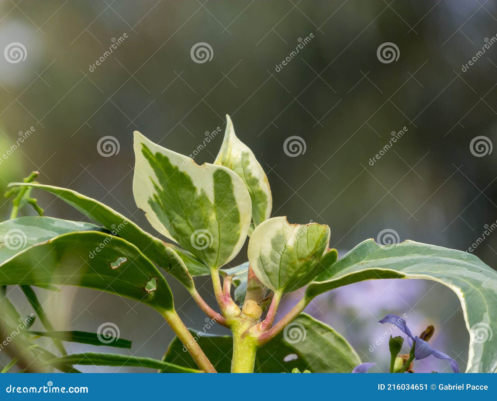 Delicate green leaves stock image. Image of closeup - 216034651