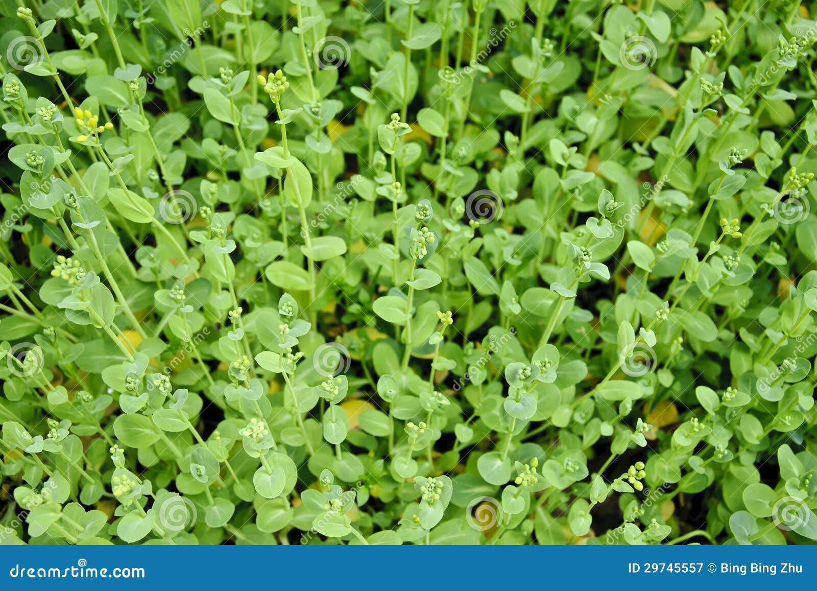 Green sprouts stock image. Image of plants, hope, tender - 29745557
