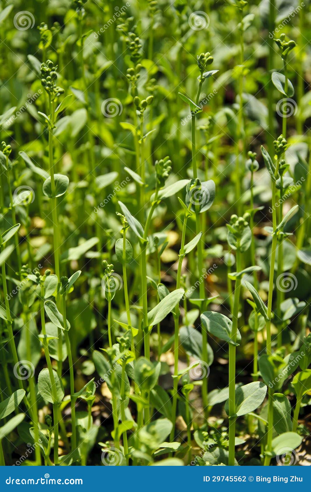 Green sprouts stock photo. Image of field, green, sunshine - 29745562