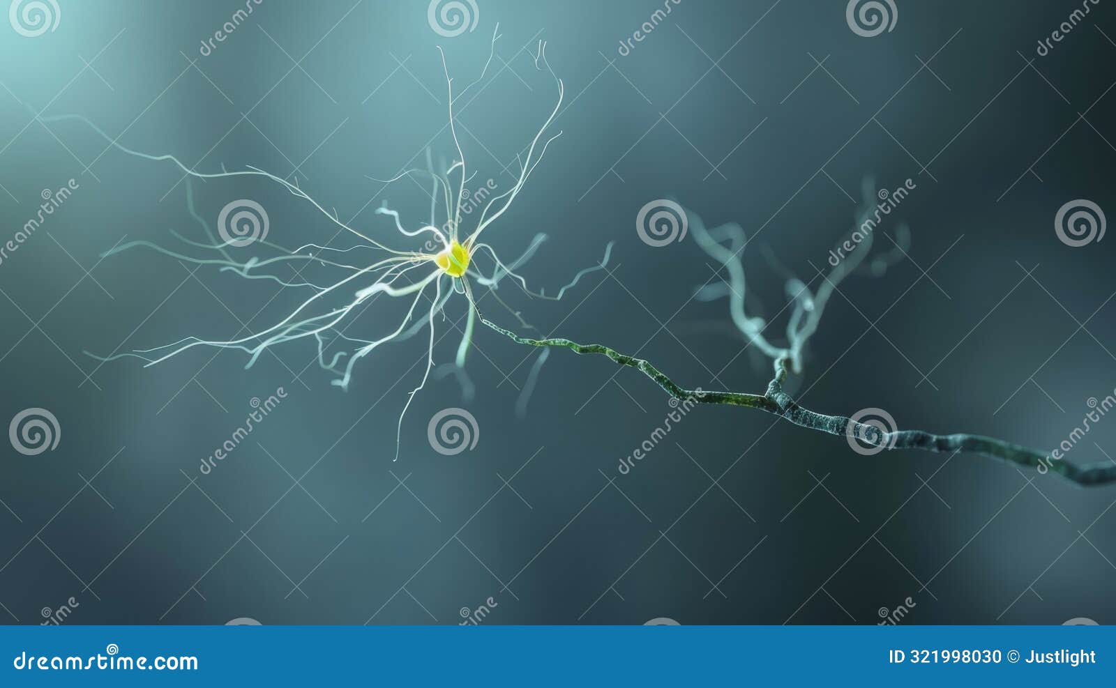 A Delicate Growth Cone Protruding from the End of a Thin Axon ...