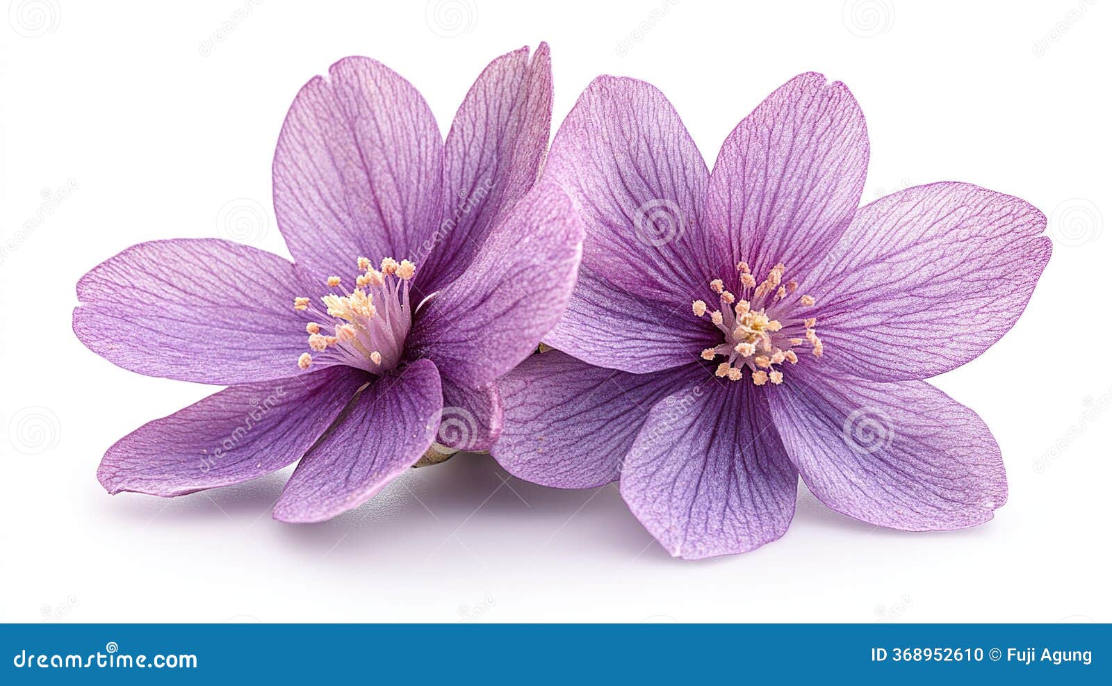 A Delicate Lavender Sprig On A Pastel Lavender Background, With Soft ...