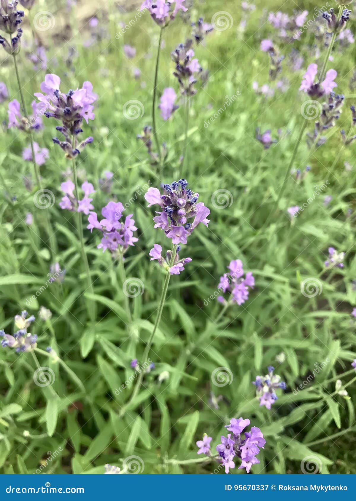Delicate Lavender in the Garden Stock Image - Image of garden, coloring ...