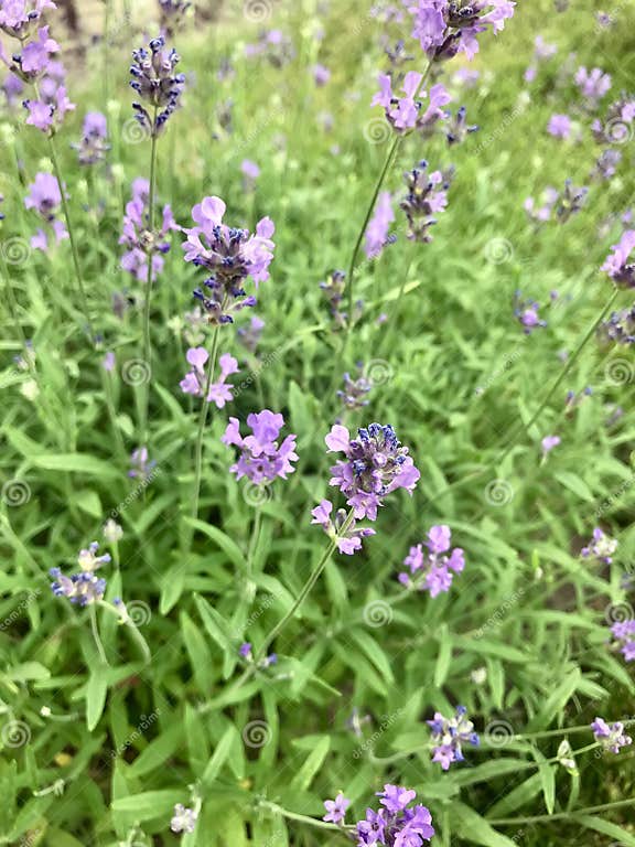 Delicate Lavender in the Garden Stock Photo - Image of flower, pink ...
