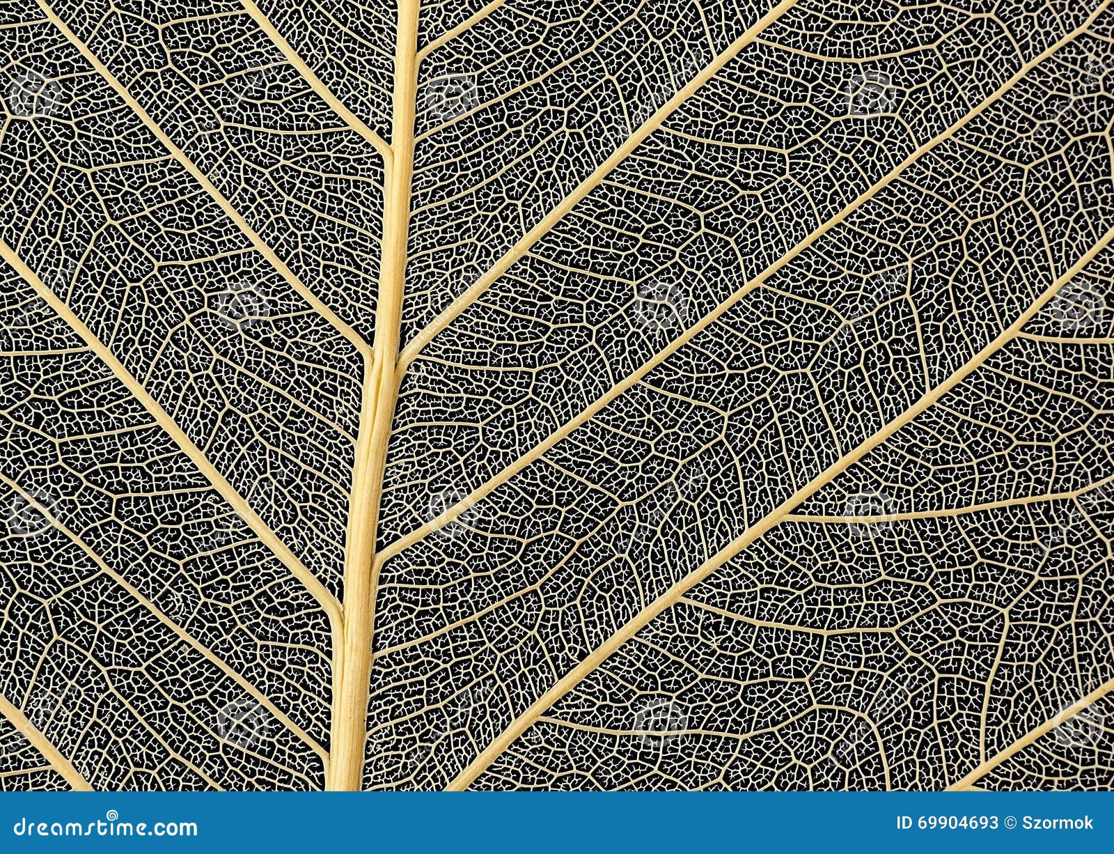 Delicate Leaf Cell Structure Stock Image - Image of closeup, dried ...