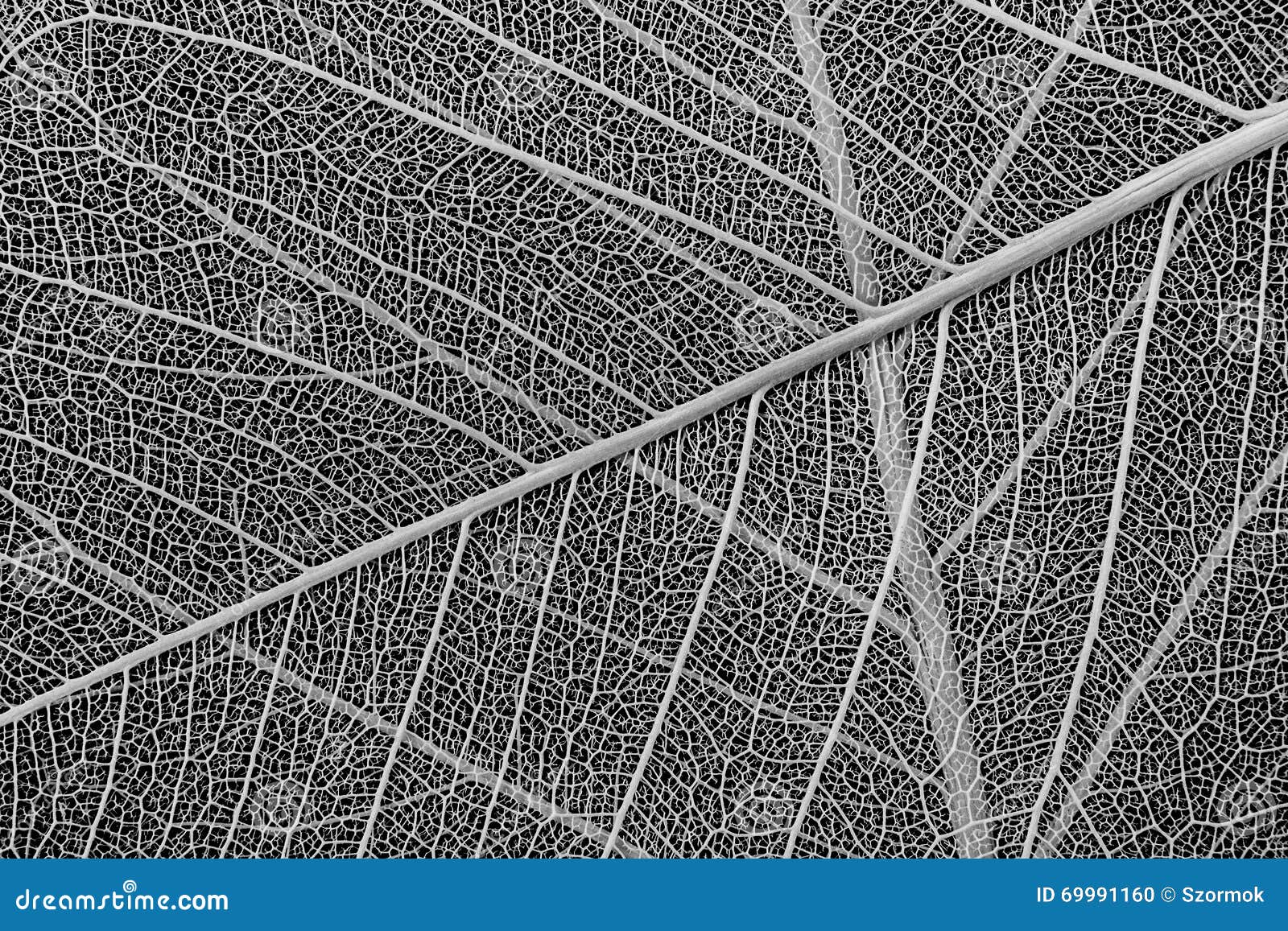 Delicate Leaf Cell Structure Stock Photo - Image of dried, grunge: 69991160