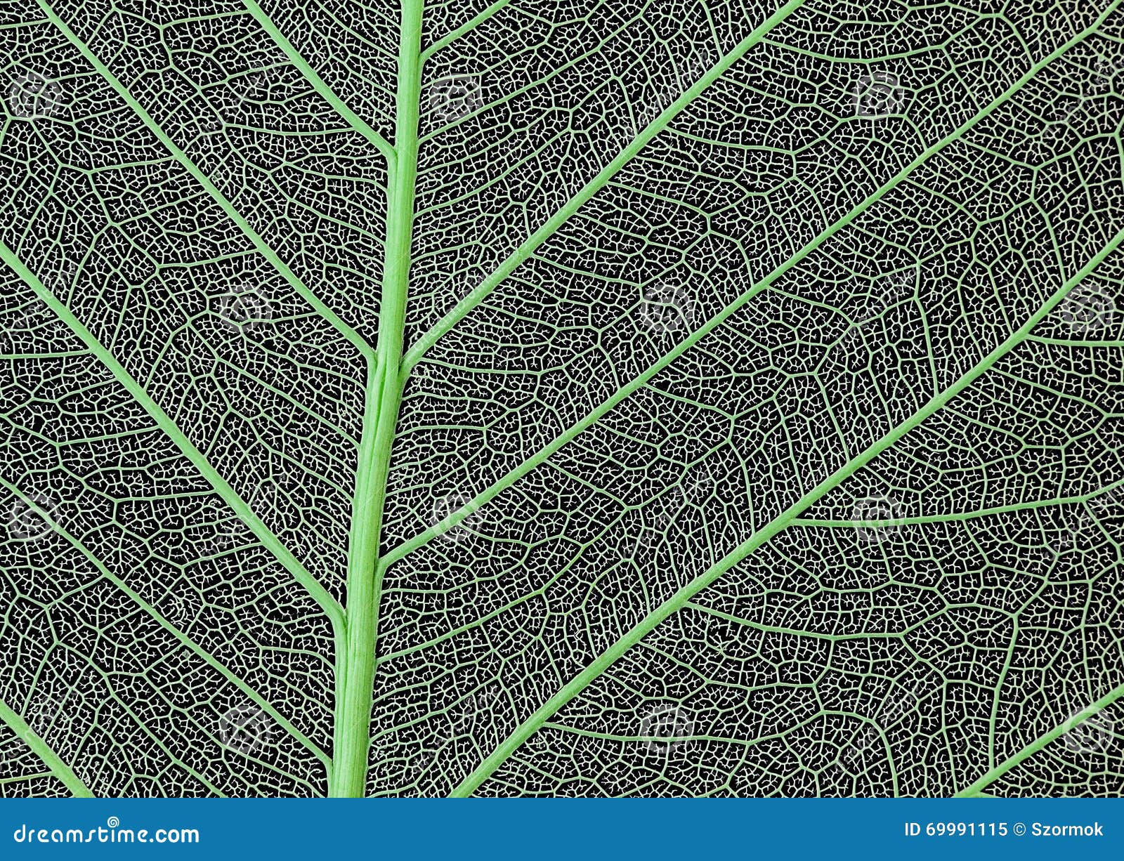 Delicate Leaf Cell Structure Stock Image - Image of leaf, backdrop ...