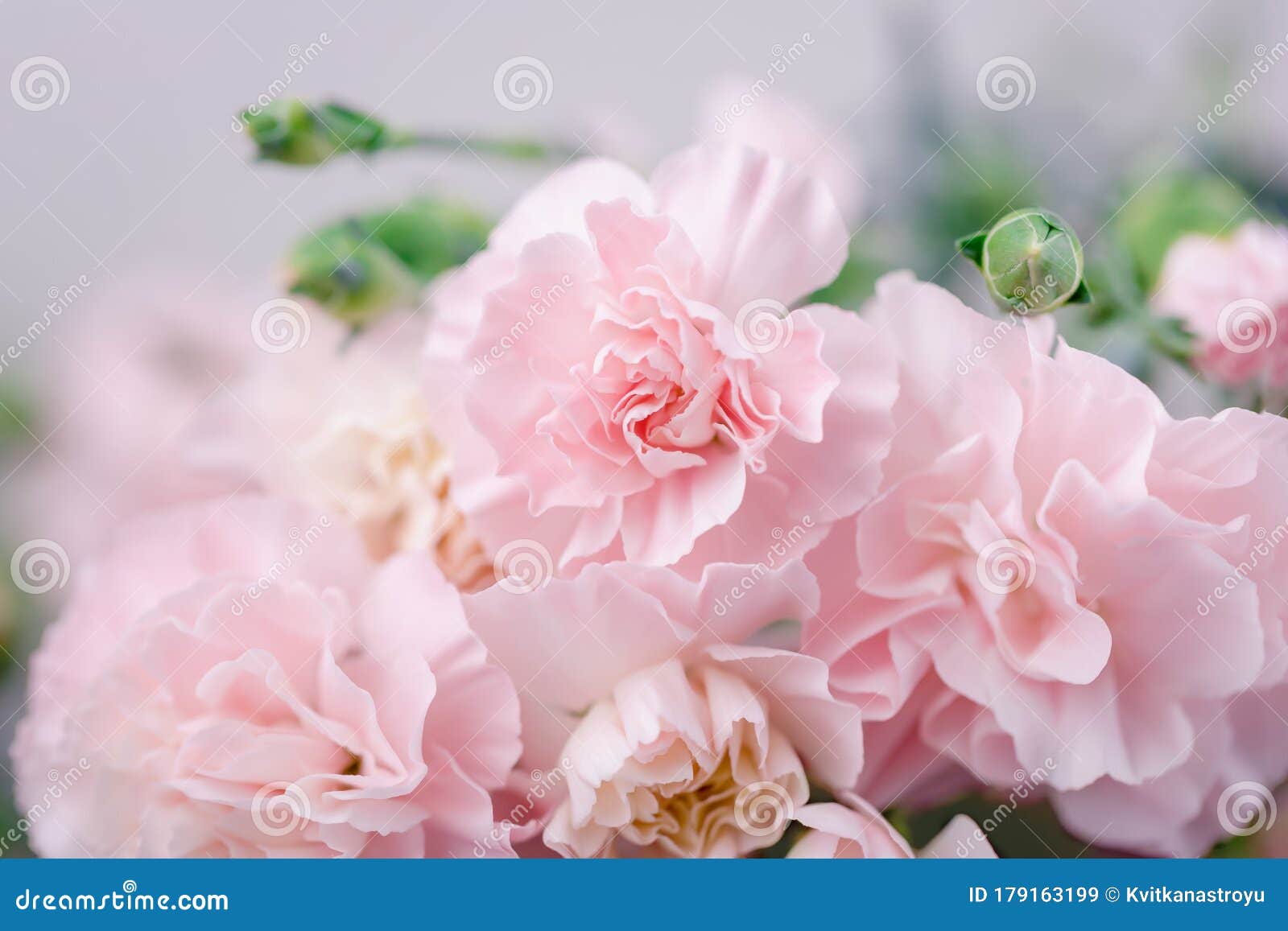 Delicate Pink Carnation Flowers on a Light Background Stock Image ...