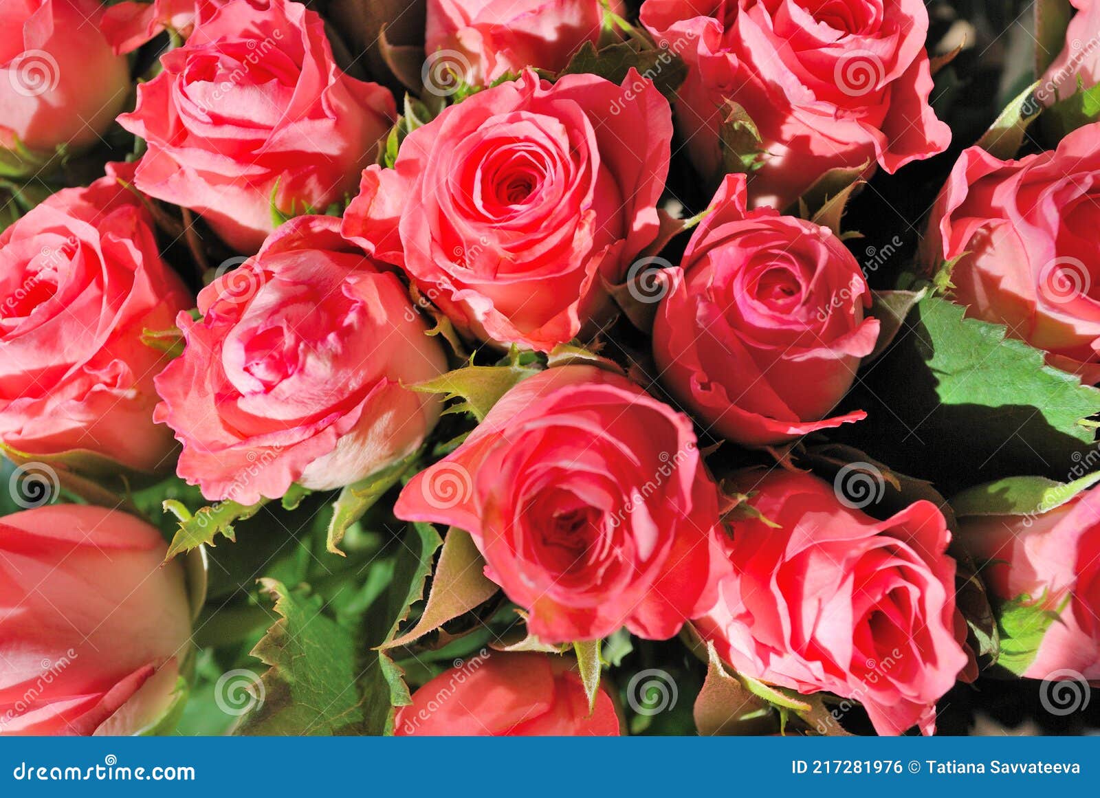 Delicate light roses stock photo. Image of delicate - 217281976