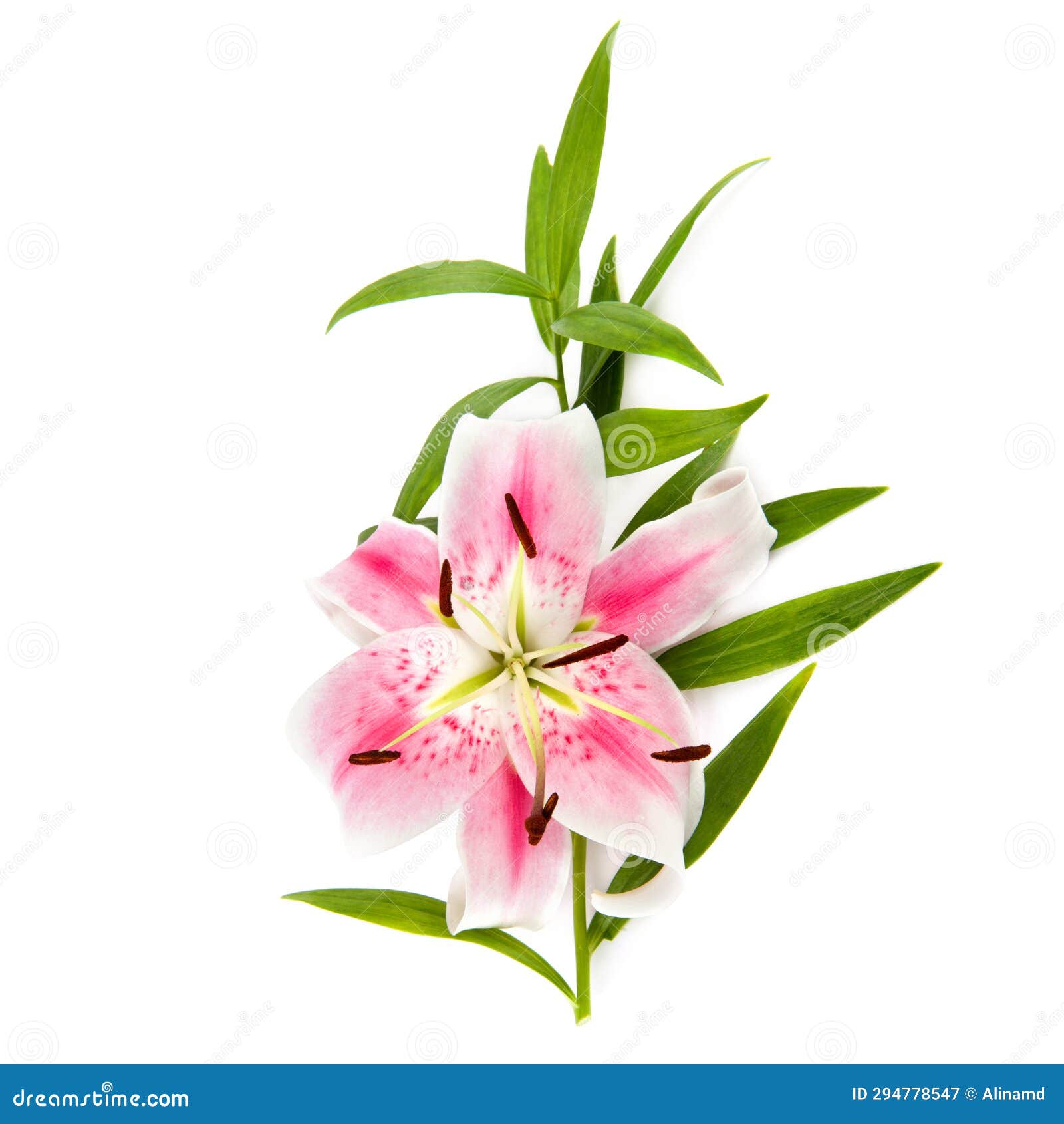 Delicate Lily Flower Isolated on White Stock Image - Image of lilly ...