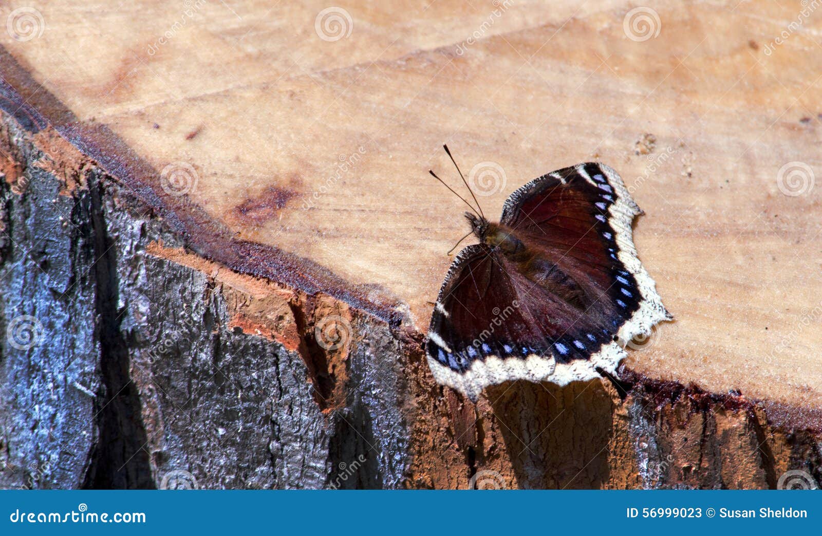 Delicate Mourning Cloak Butterfly Stock Image - Image of spring ...