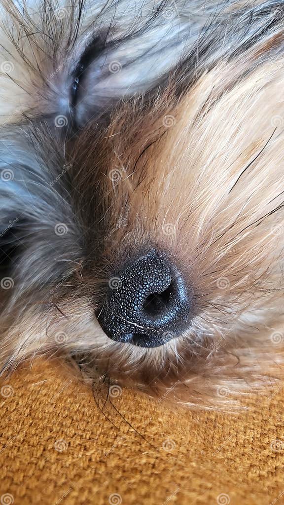 Delicate nose of Pipoca stock image. Image of lovely - 279474005