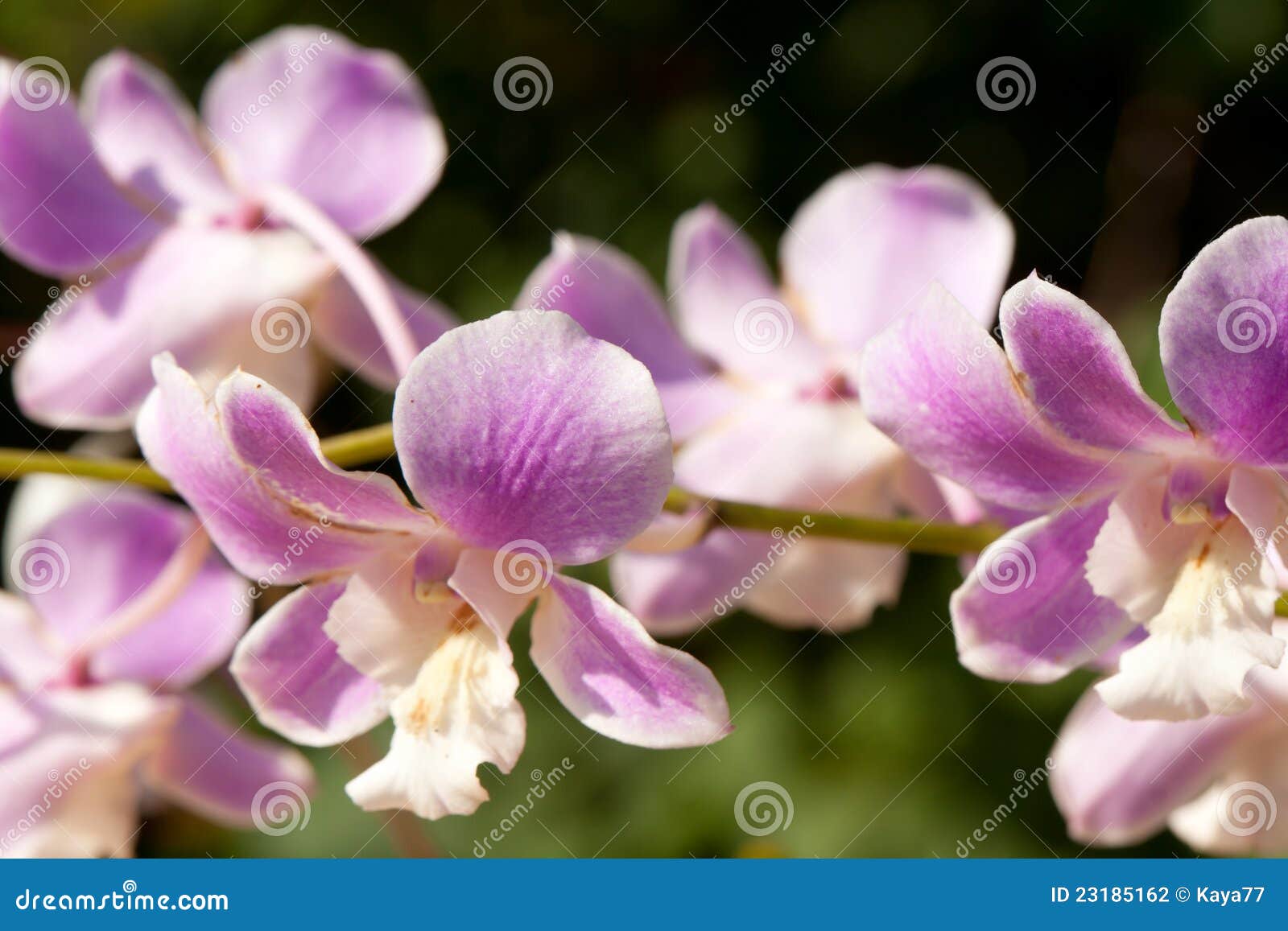 Delicate orchid stock photo. Image of flora, background - 23185162