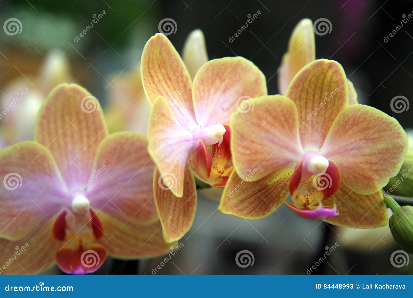 Delicate orchids stock image. Image of branch, botany - 84448993