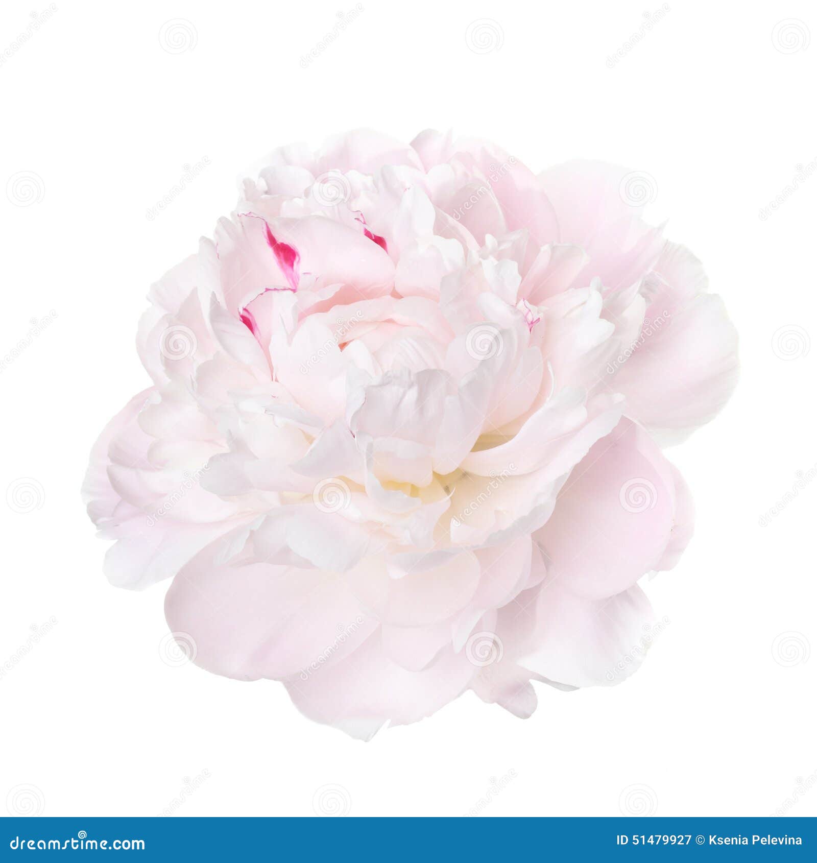 2,986 Pale Pink Peony Stock Photos - Free & Royalty-Free Stock Photos ...