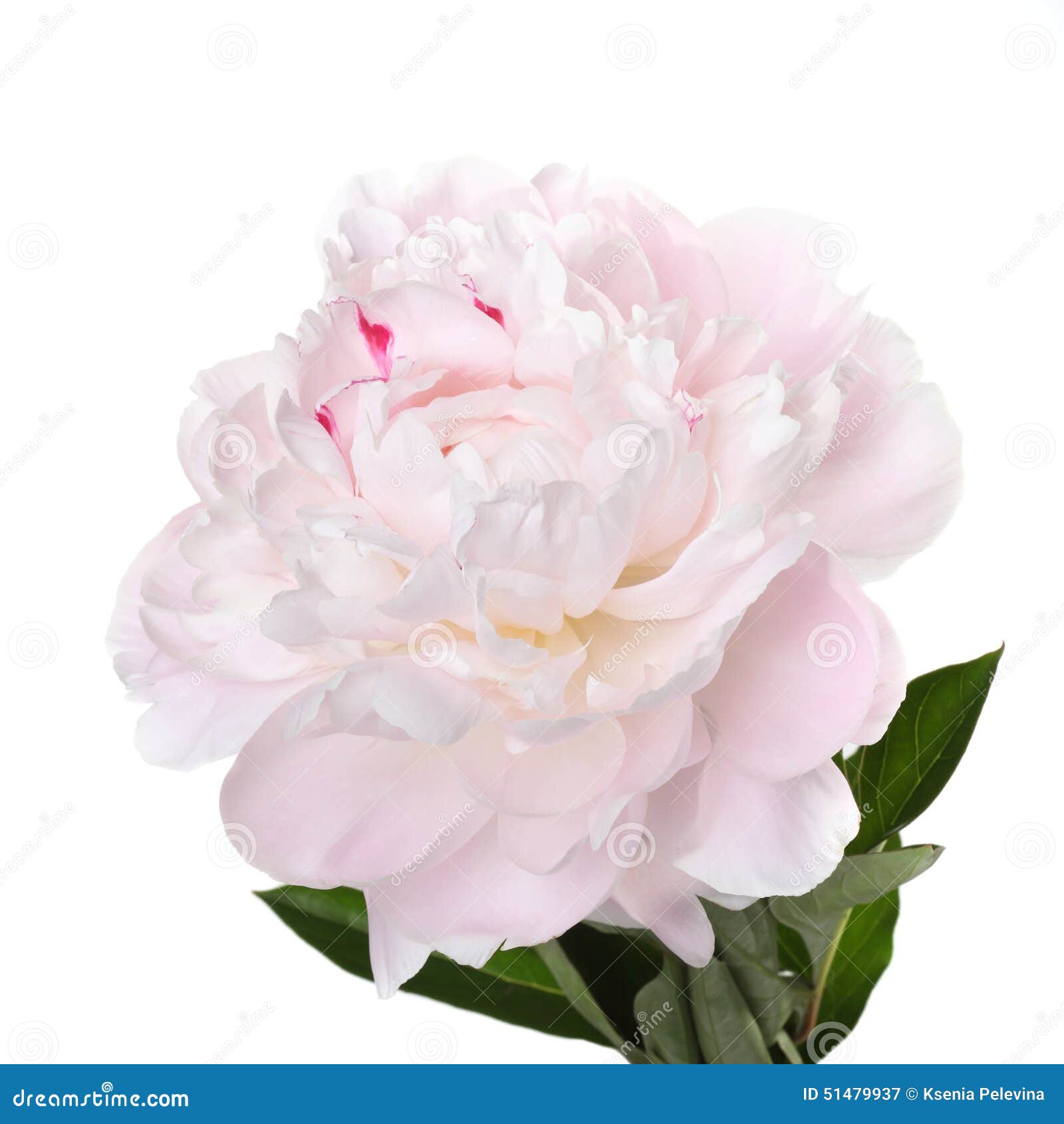 Delicate pale pink peony stock image. Image of flora - 51479937