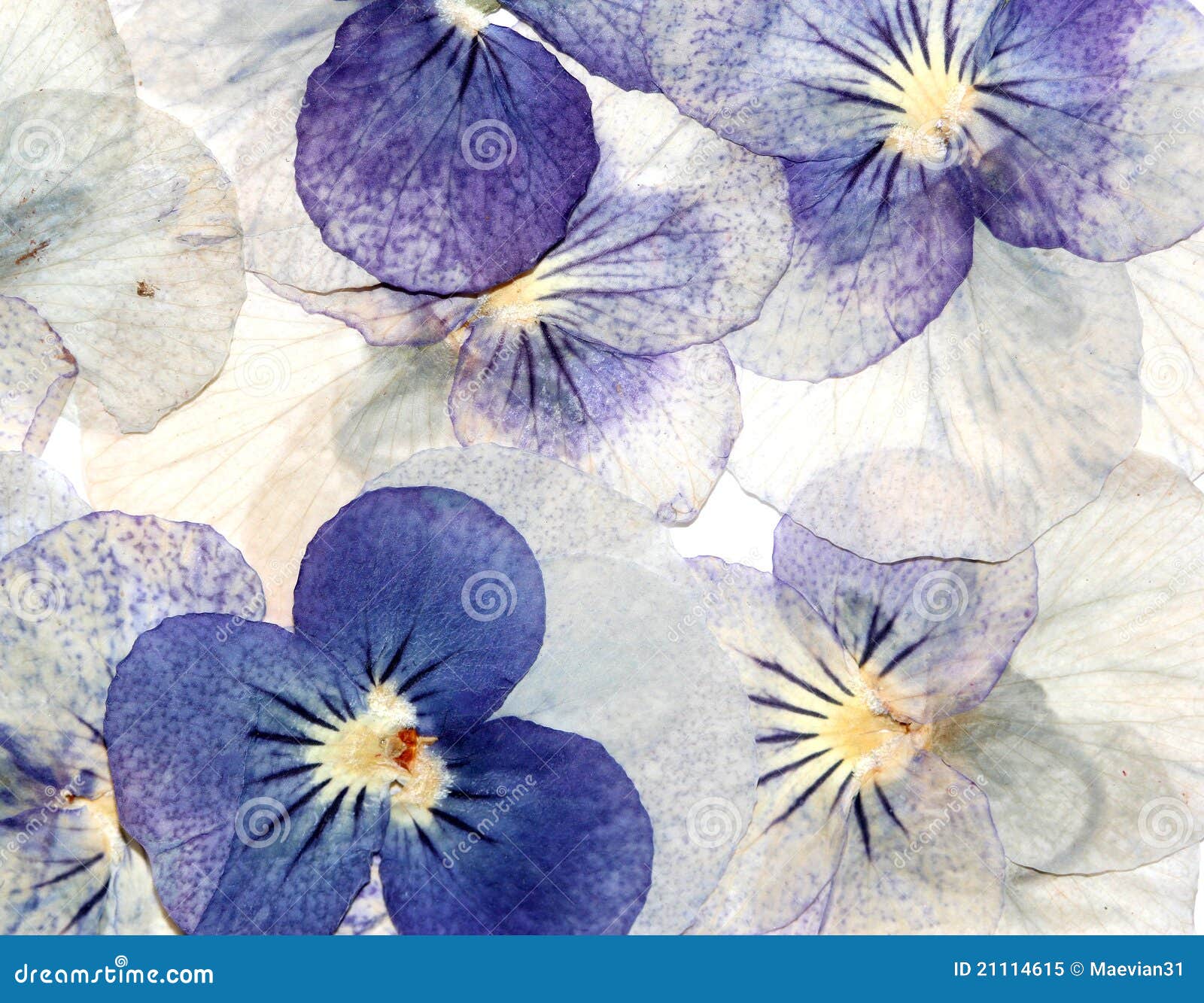 Delicate pastel flowers stock image. Image of pastel - 21114615