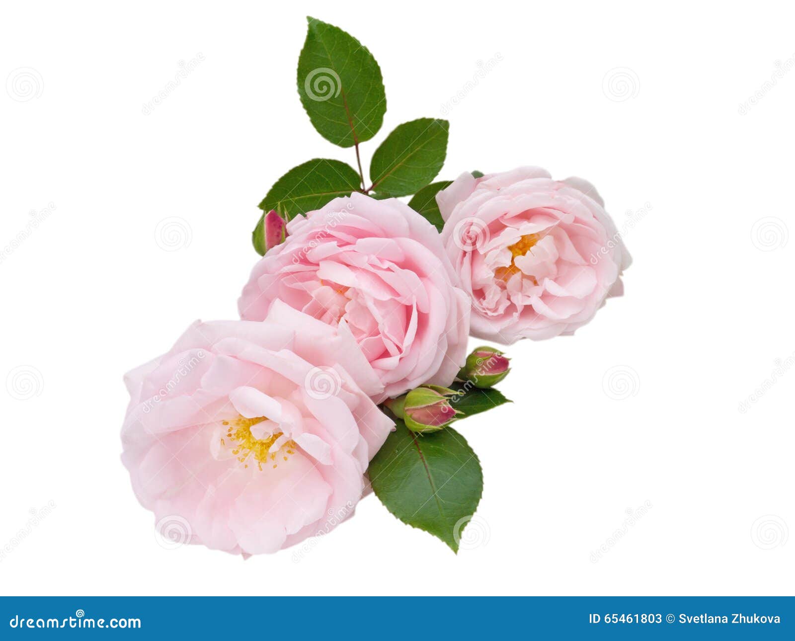 Delicate Pastel Pink Rose Flowers Isolated on White Stock Image - Image ...