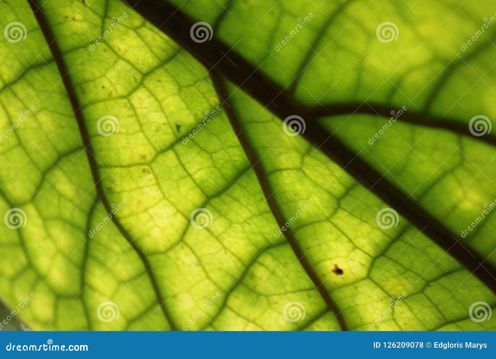 Delicate Patterns in a Leaf Texture Background Stock Photo - Image of ...