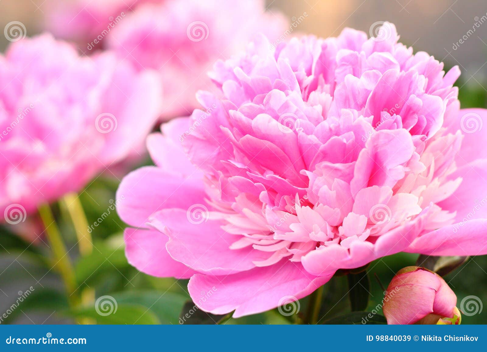 Delicate peonies close-up stock image. Image of peony - 98840039