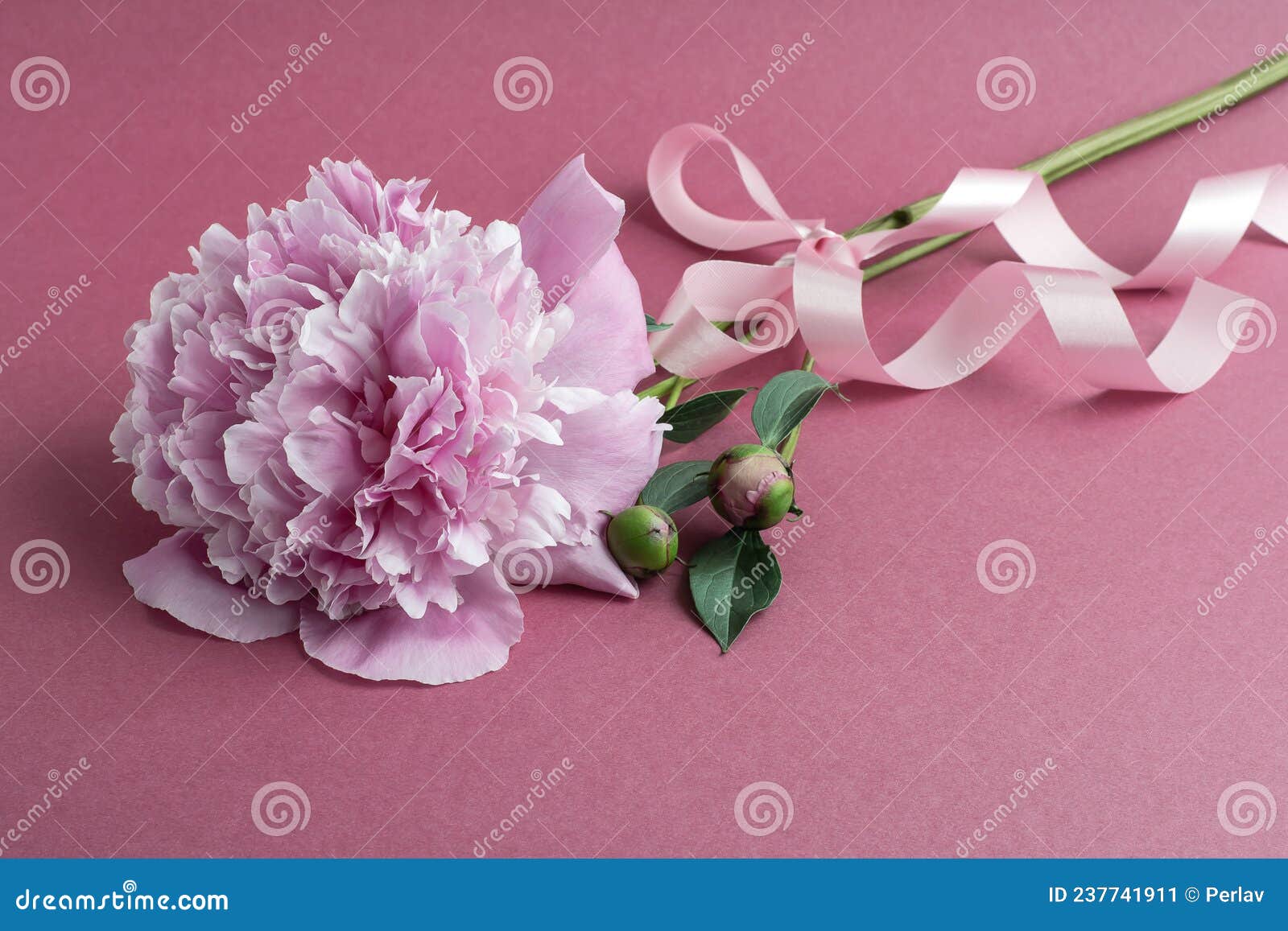 Delicate Peony Flower with Bow Stock Image - Image of decorative ...