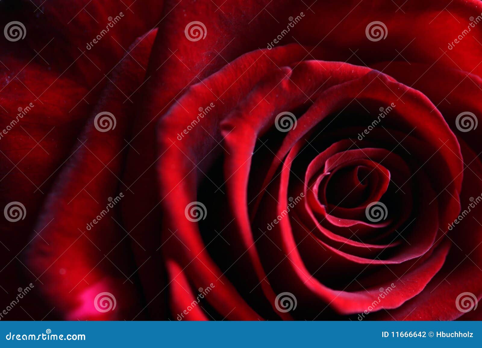 Delicate Petals of a Deep Dark Red Rose Stock Photo - Image of flower ...