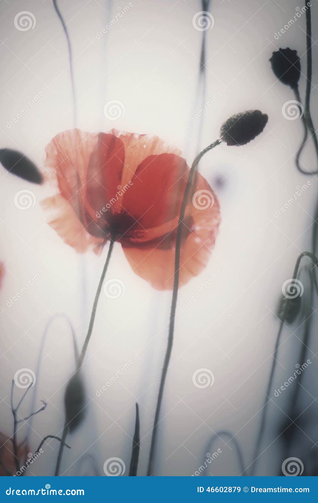 Delicate stock image. Image of beauty, nature, pretty - 46602879