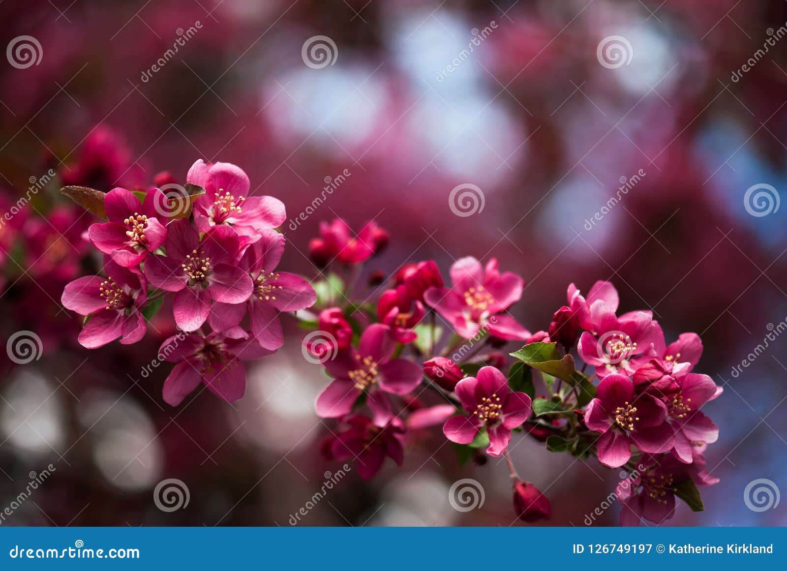 Pink Apple Blossoms stock image. Image of beginning - 126749197