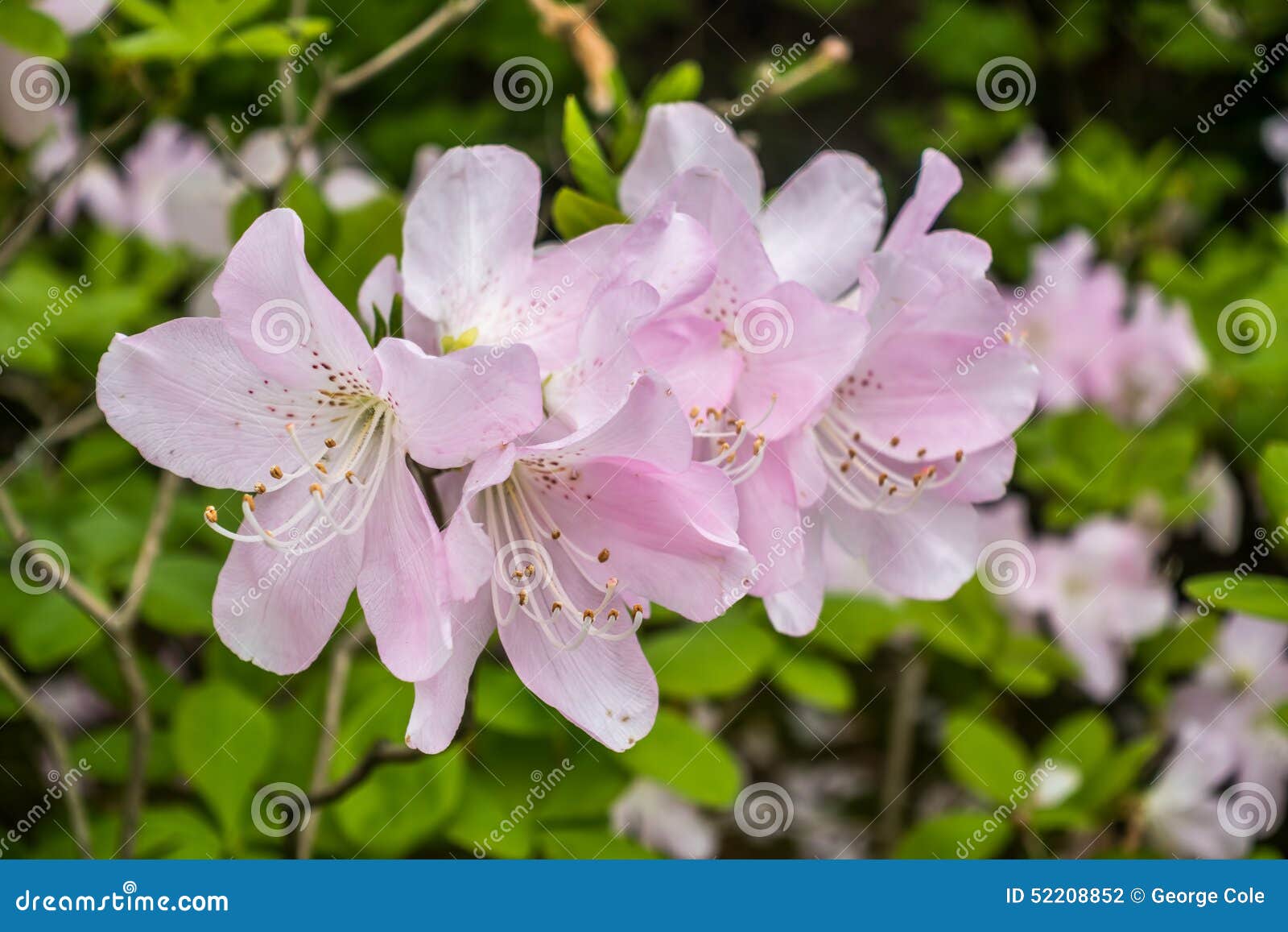 Delicate Pink Azaleas Flowers Stock Photo - Image of pink, azalea: 52208852