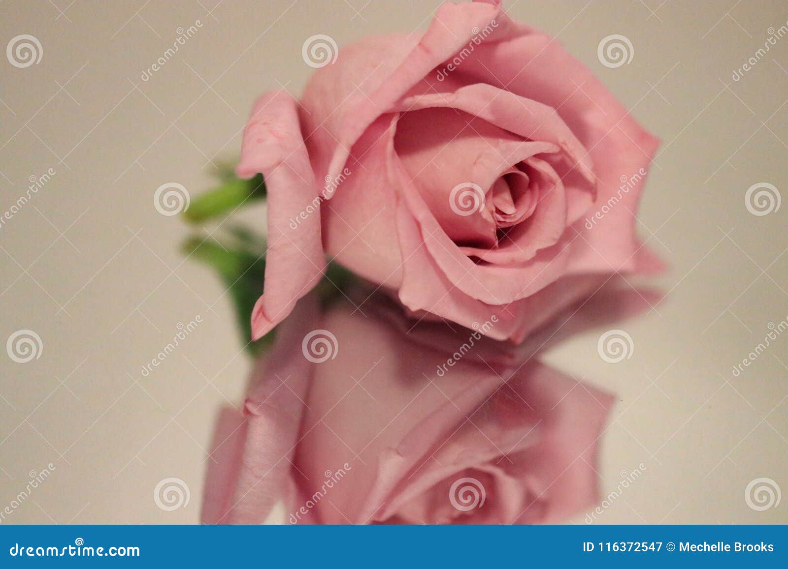 Pretty Pink Rose Reflection Stock Image - Image of love, romantic ...