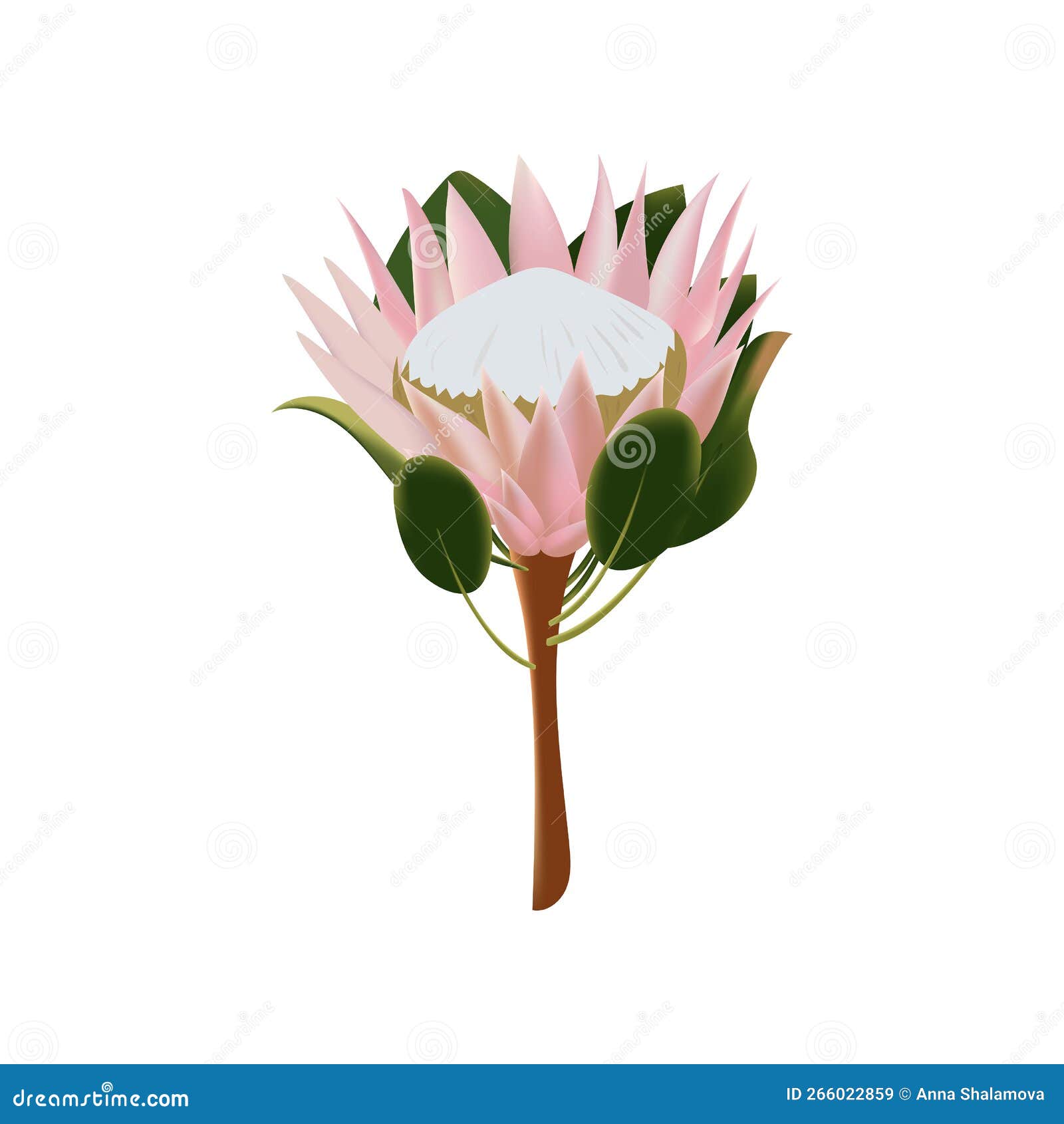 Protea Vector Icon On White Background. Flat Vector Protea Icon Symbol ...
