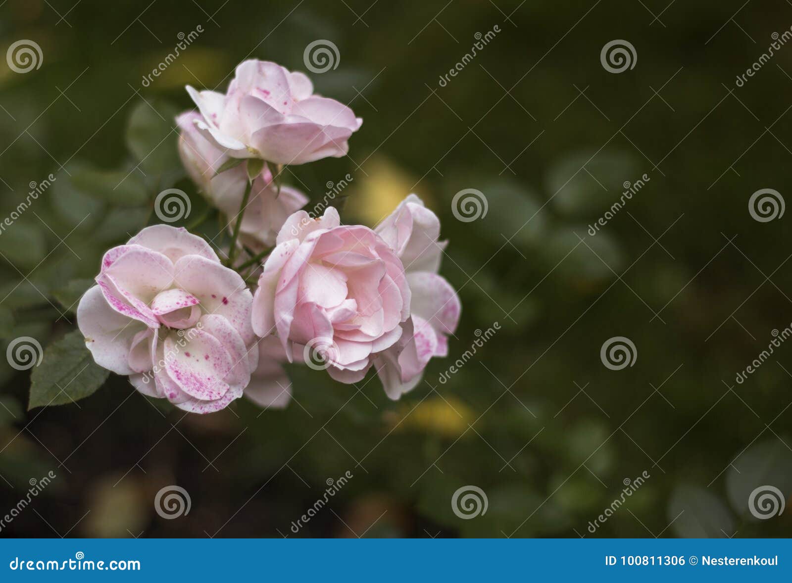 Delicate Pink Flowers on Green Background Editorial Photo - Image of ...