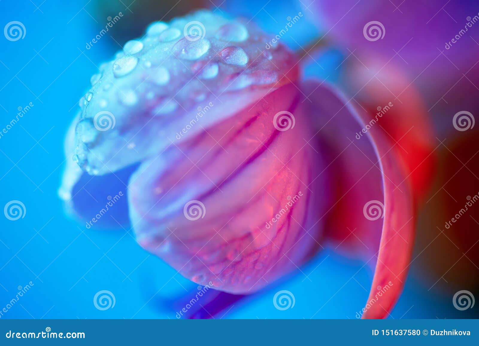 Delicate Pink Orchid with Dew Drops Close-up on Light Blue Background ...
