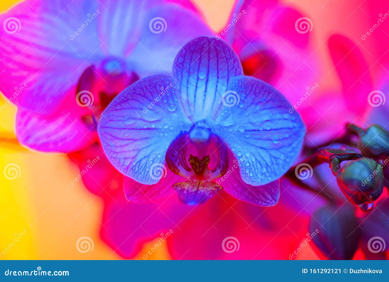 Delicate Pink Orchid with Dew Drops Close-up on Light Blue Background ...