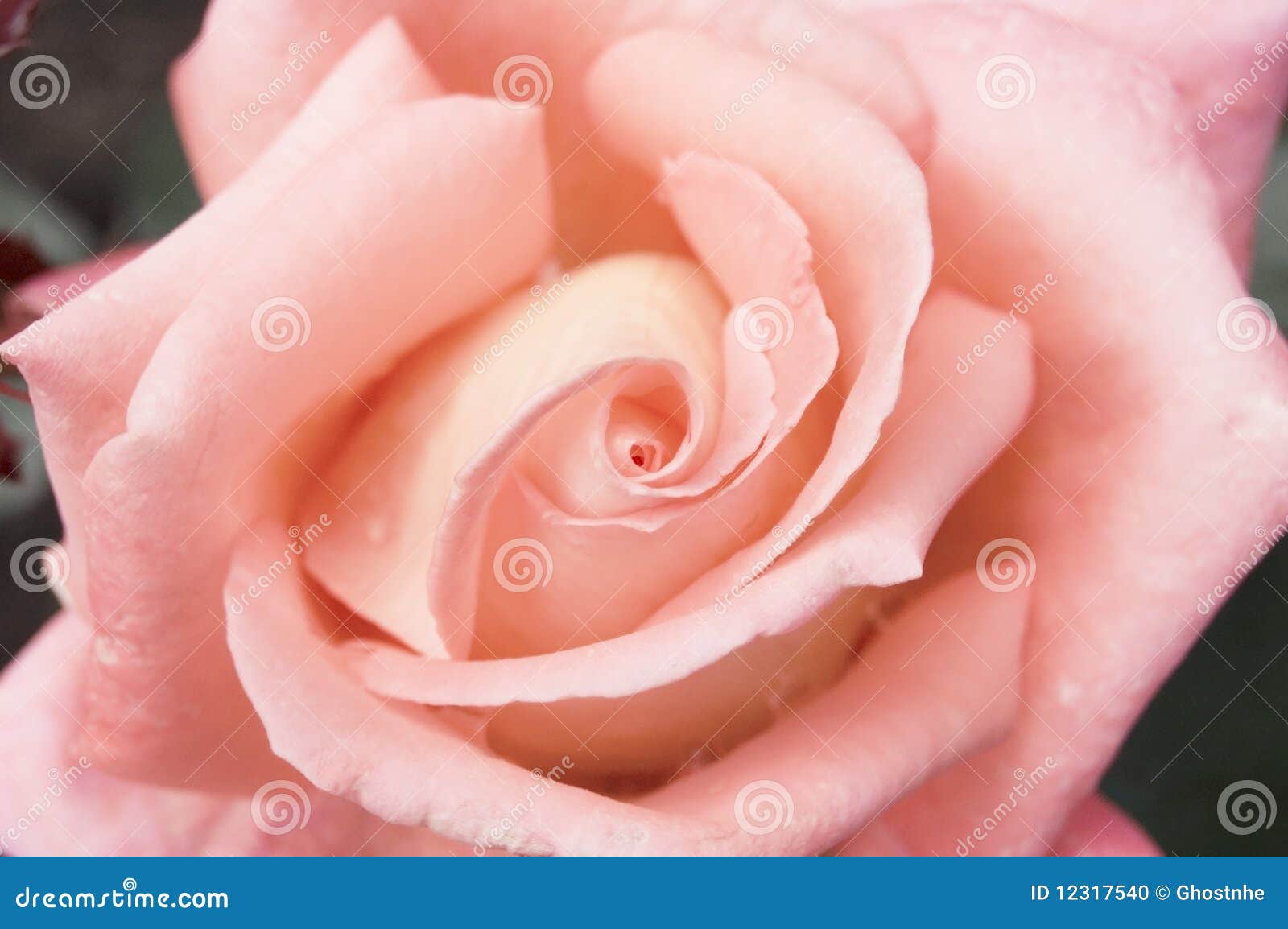 Delicate pink rose stock photo. Image of silken, tender - 12317540