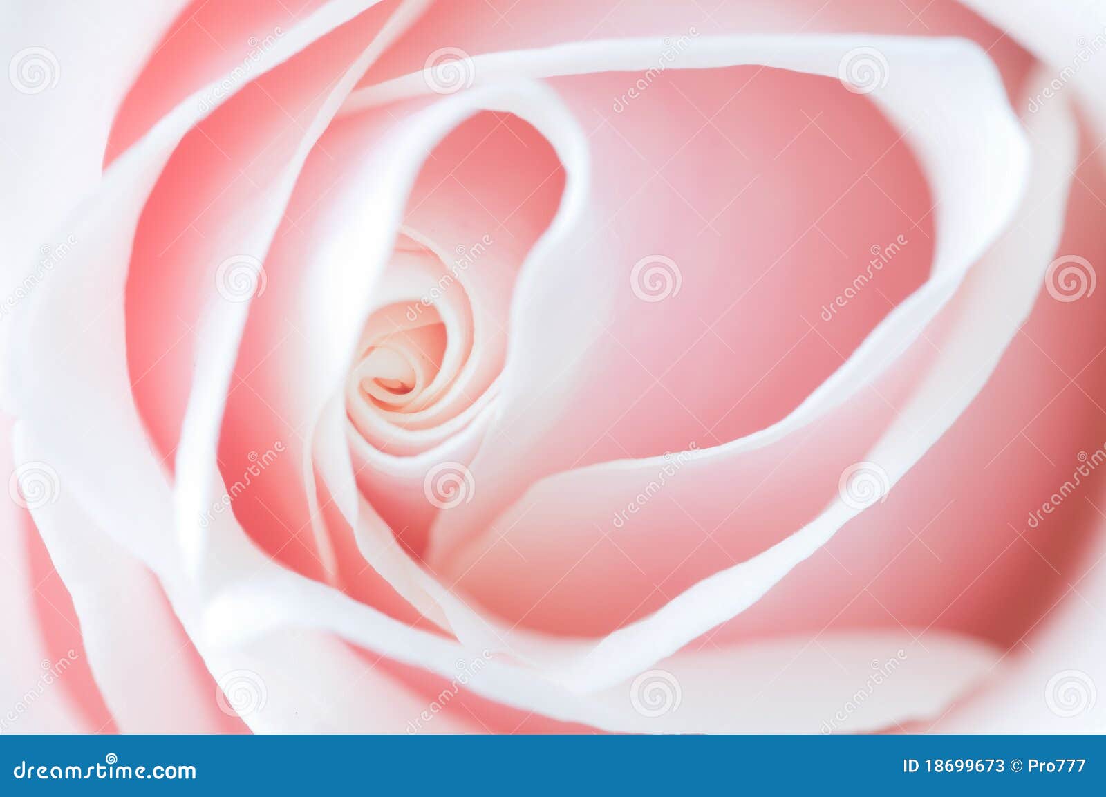 Delicate pink rose stock image. Image of beautiful, copyspace - 18699673