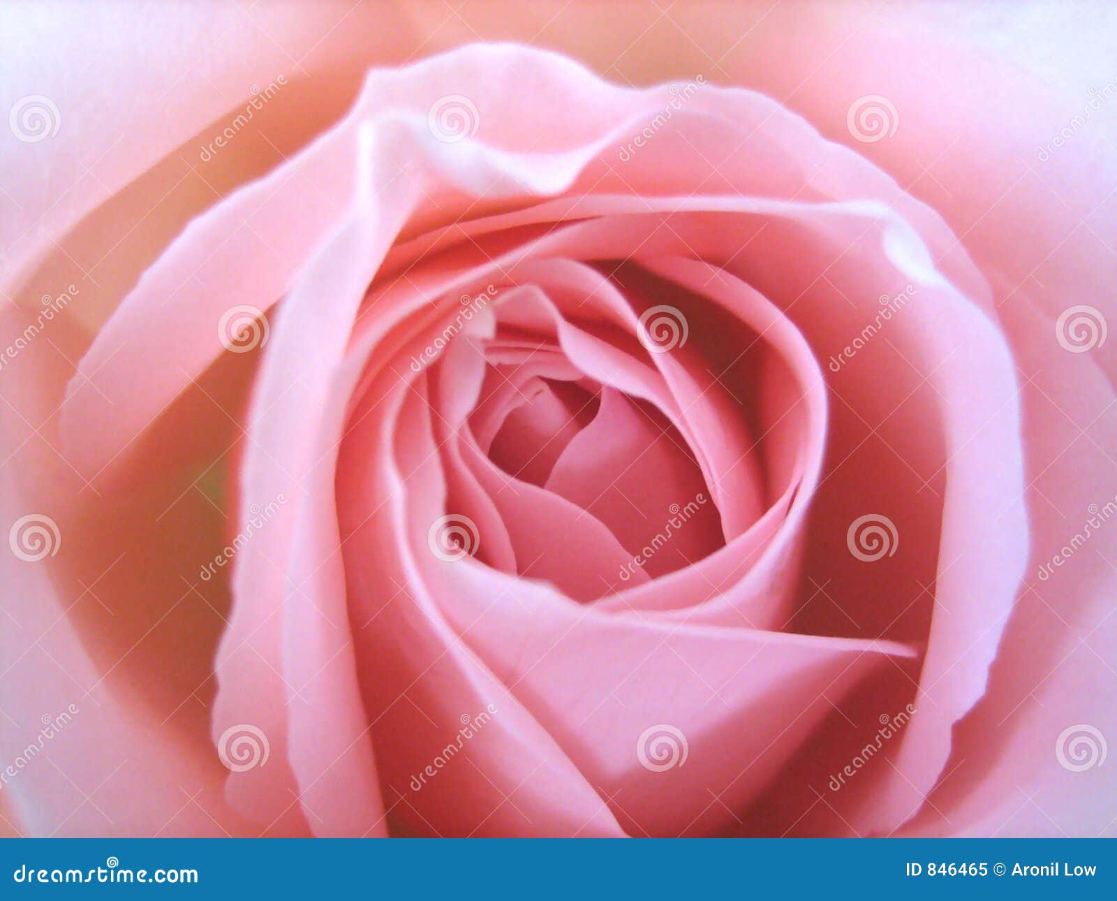 Delicate Pink Rose stock image. Image of flowers, flower - 846465