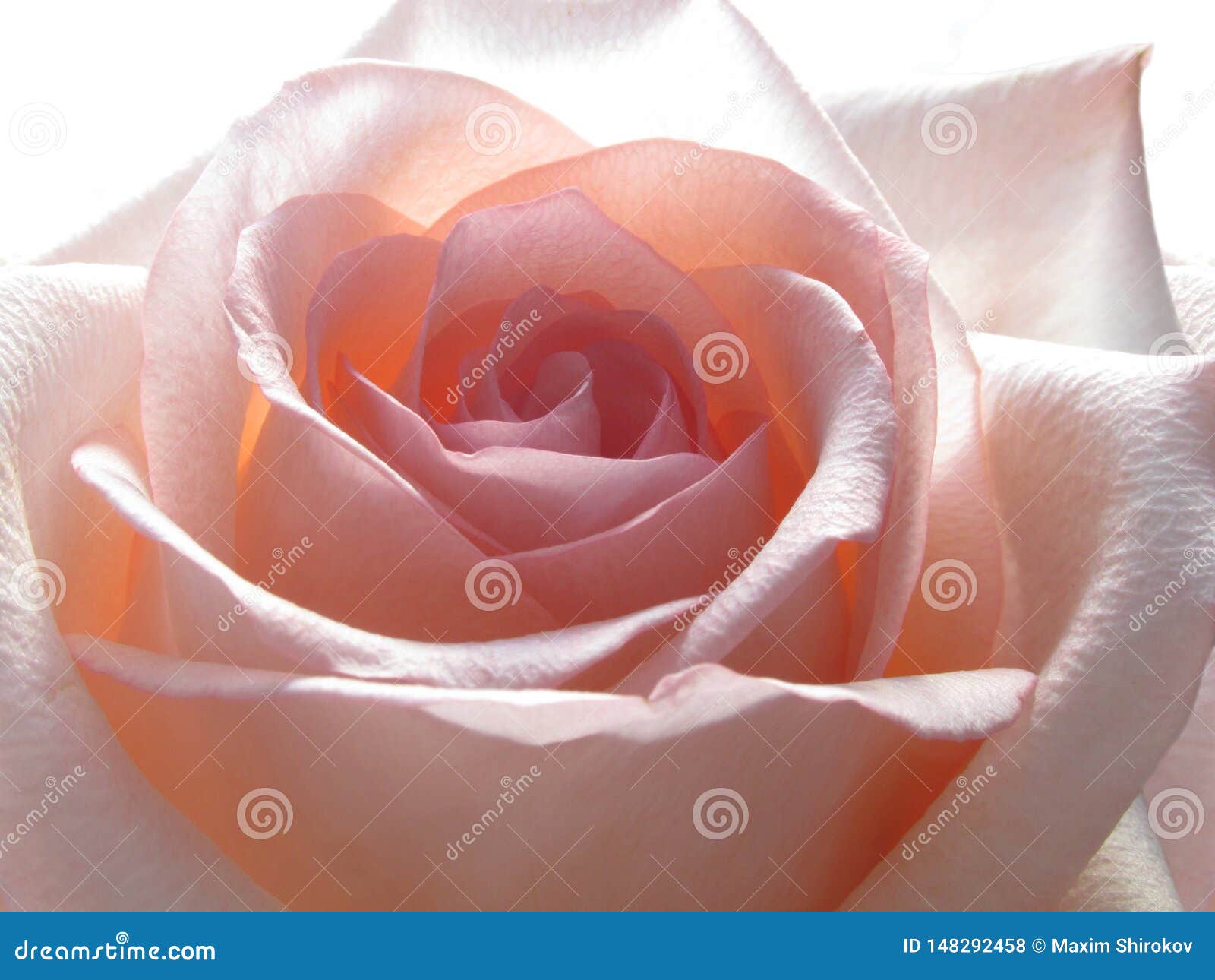Delicate Pink Rose Close Up Stock Photo - Image of flower, petals ...
