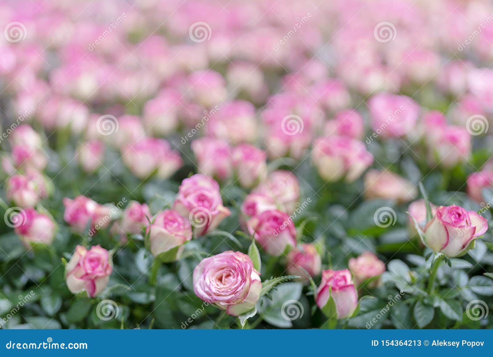 Beautiful Pink Roses. Copy Space. Stock Image - Image of flora, green ...