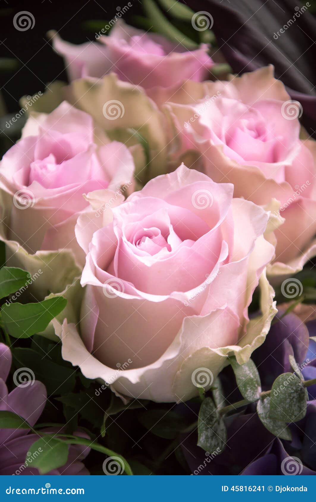 Delicate Pink Roses Closeup Stock Image - Image of petal, black: 45816241