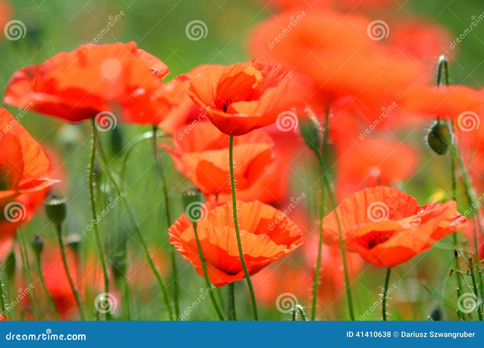 Delicate Poppy Seed Flowers on a Field Stock Photo - Image of flowers ...