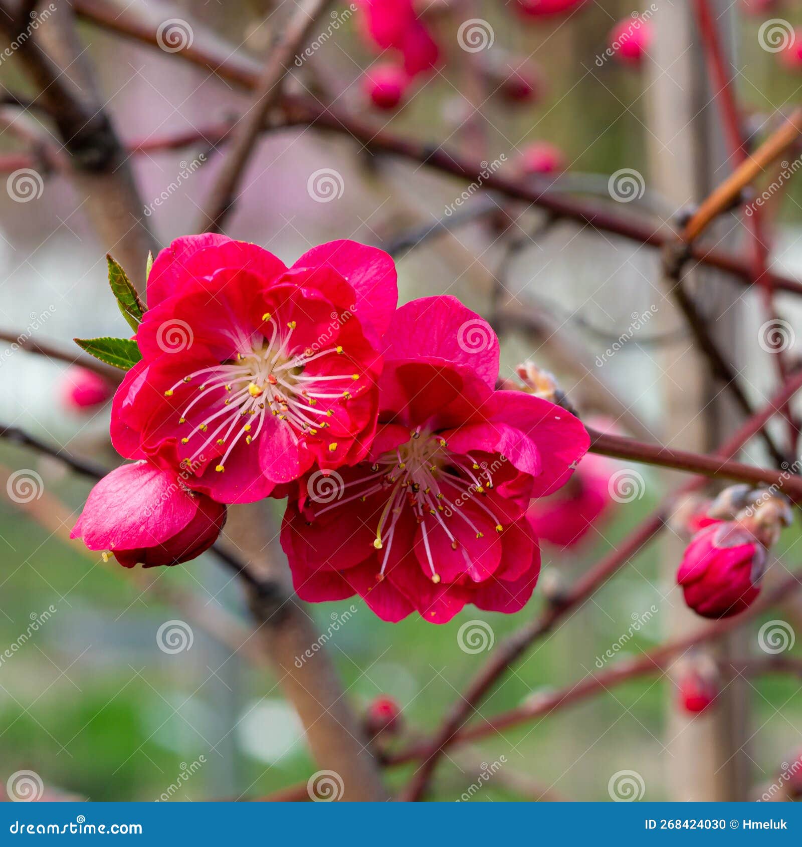 Peach or Nectarine Flowers in Spring Stock Photo - Image of awakening ...