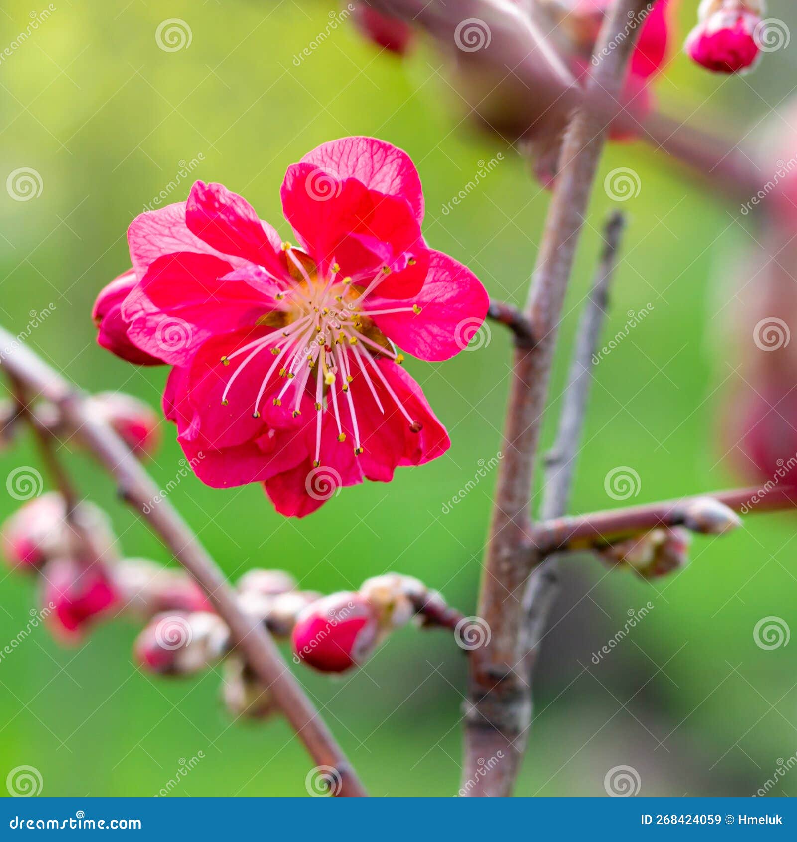 Peach or Nectarine Flowers in Spring Stock Image - Image of green ...