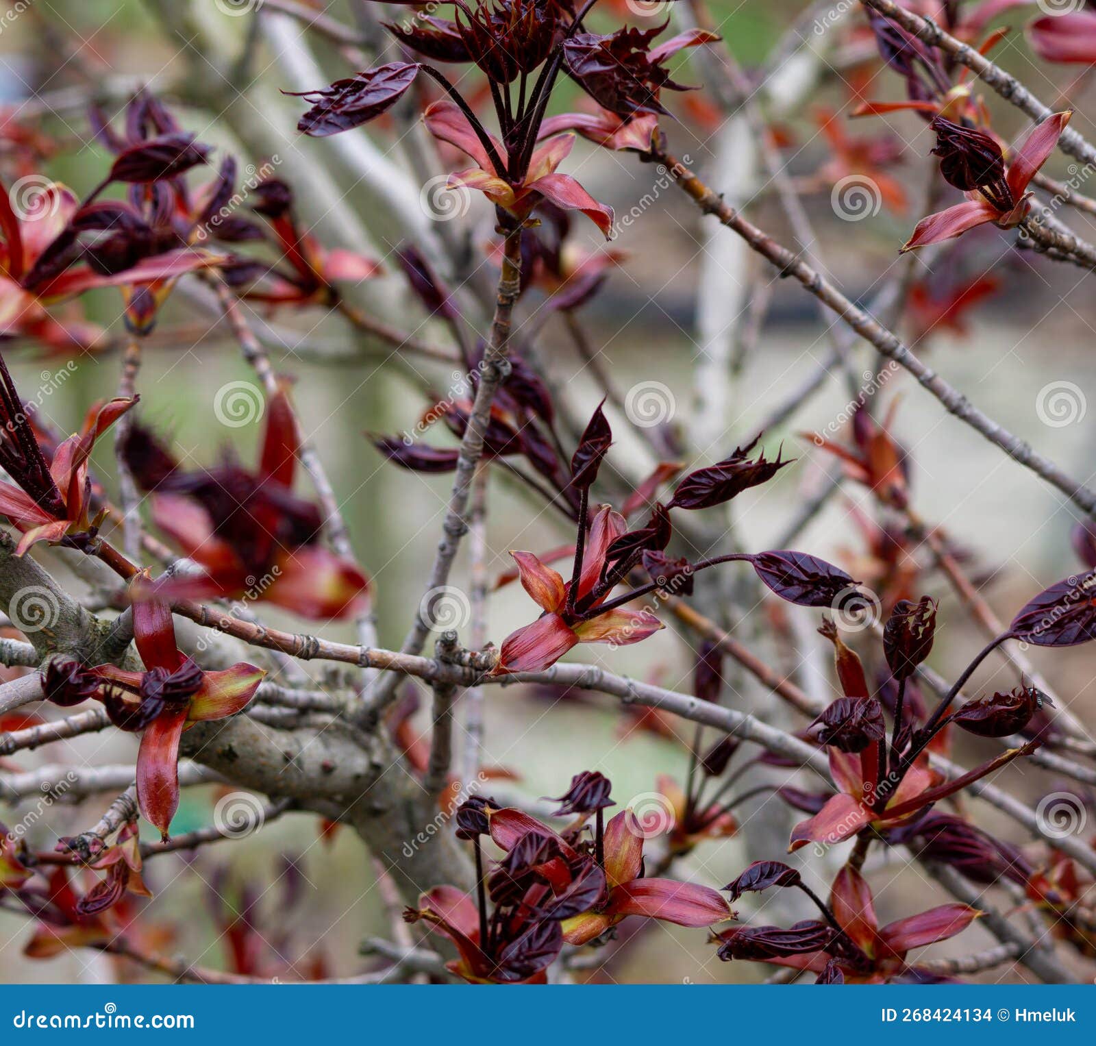 Blossoming Flower Buds in Spring Stock Photo - Image of color ...