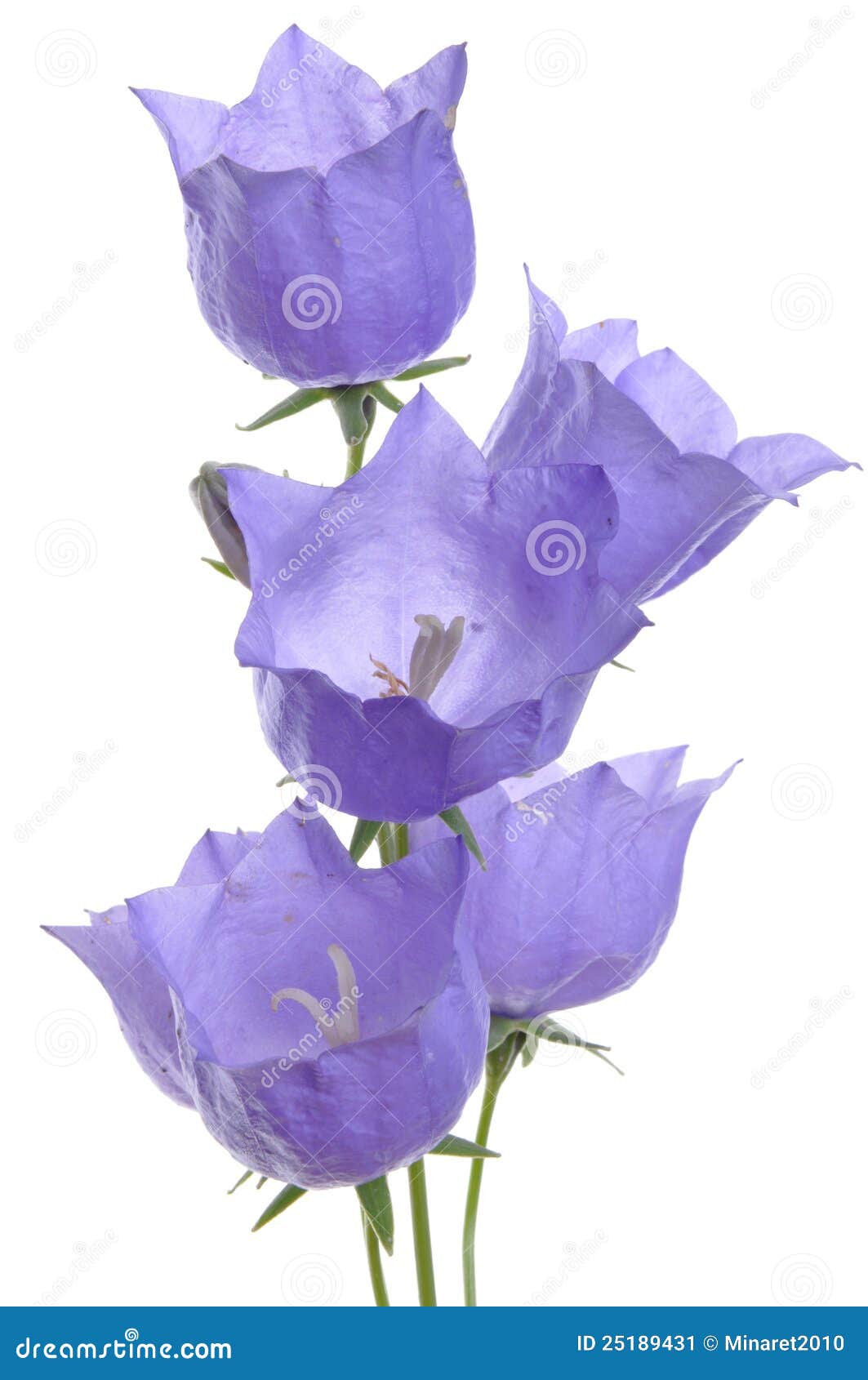 Delicate Purple Bell Flower Stock Image - Image of growth, garden: 25189431