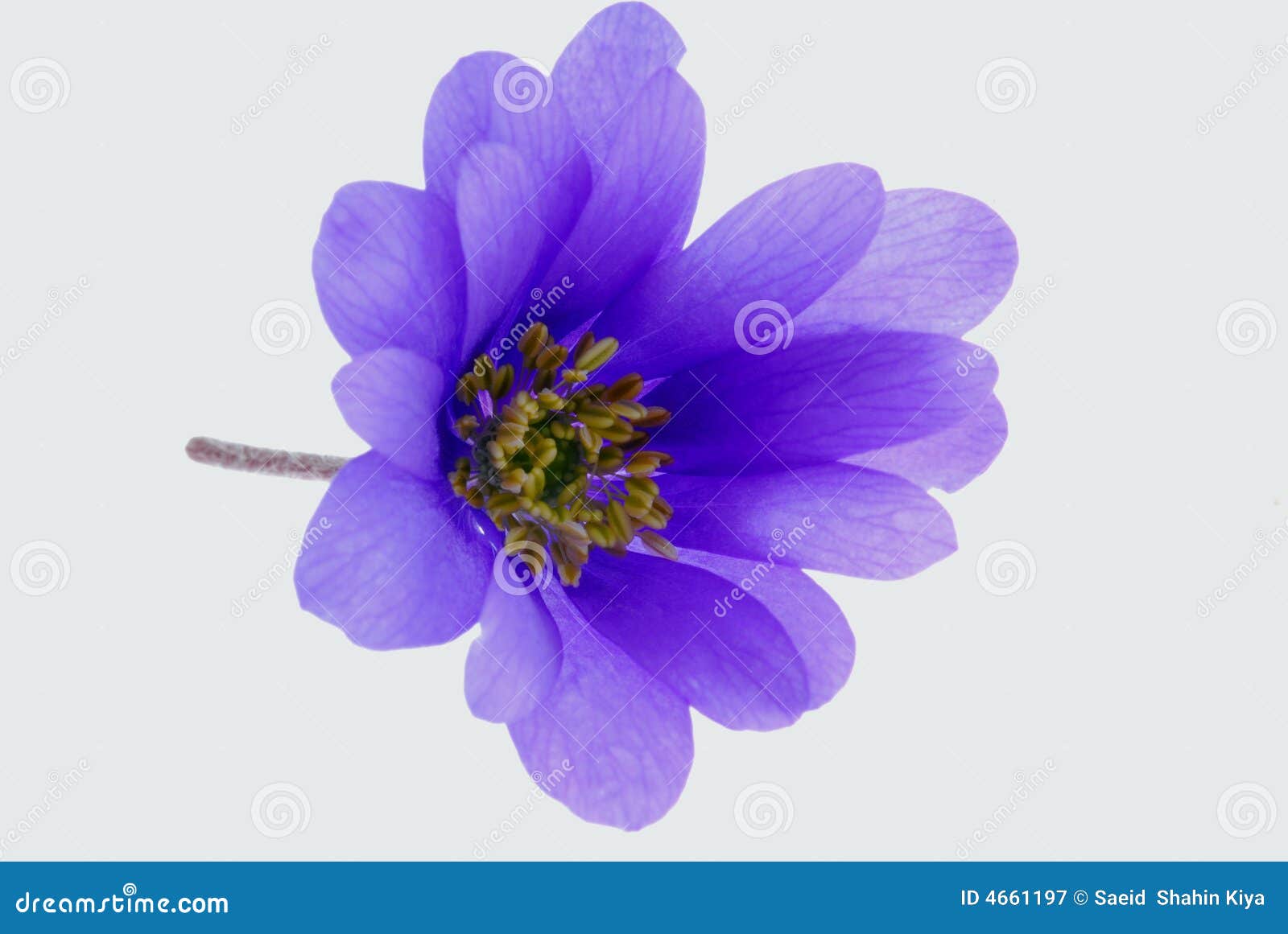 Delicate purple flower stock image. Image of seasons, blossoming - 4661197