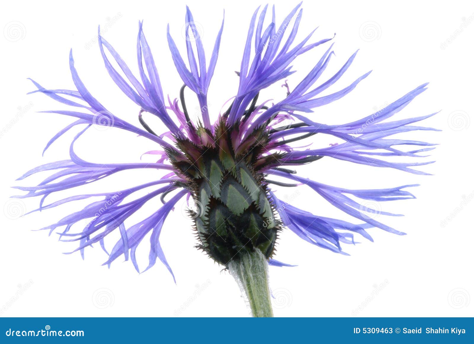 Delicate Purple Flower stock image. Image of attractive - 5309463